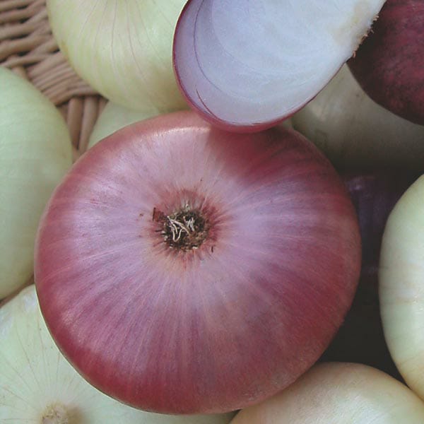 Hybrid onion allium cepa variety reedo - Buds and Blooms